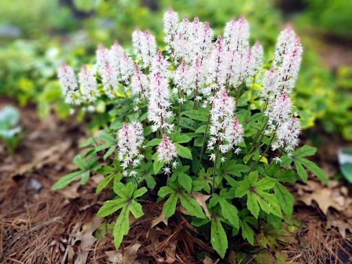 www.hort.net: Tiarella ‘Spring Symphony’