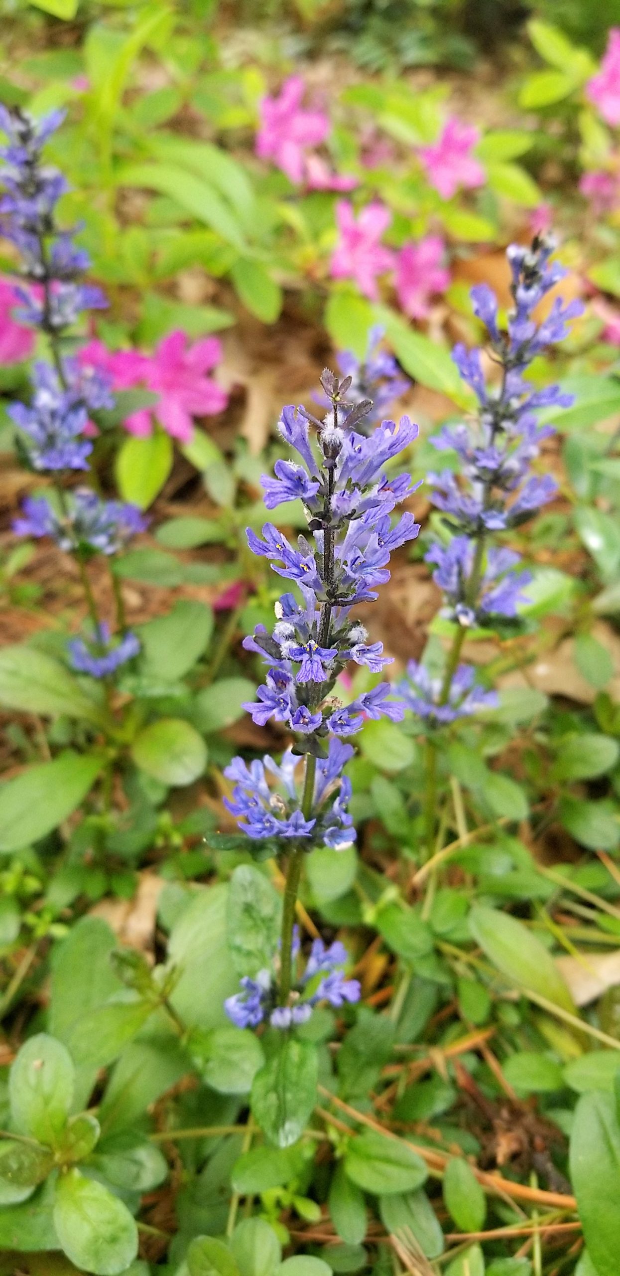 www.hort.net: Ajuga reptans ‘Mint Chip’