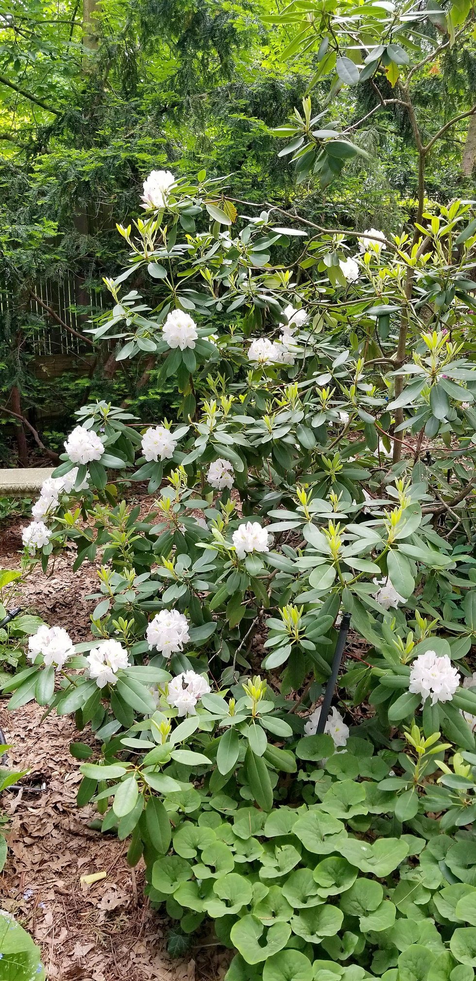 www.hort.net: Rhododendron catawbiense ‘Album’