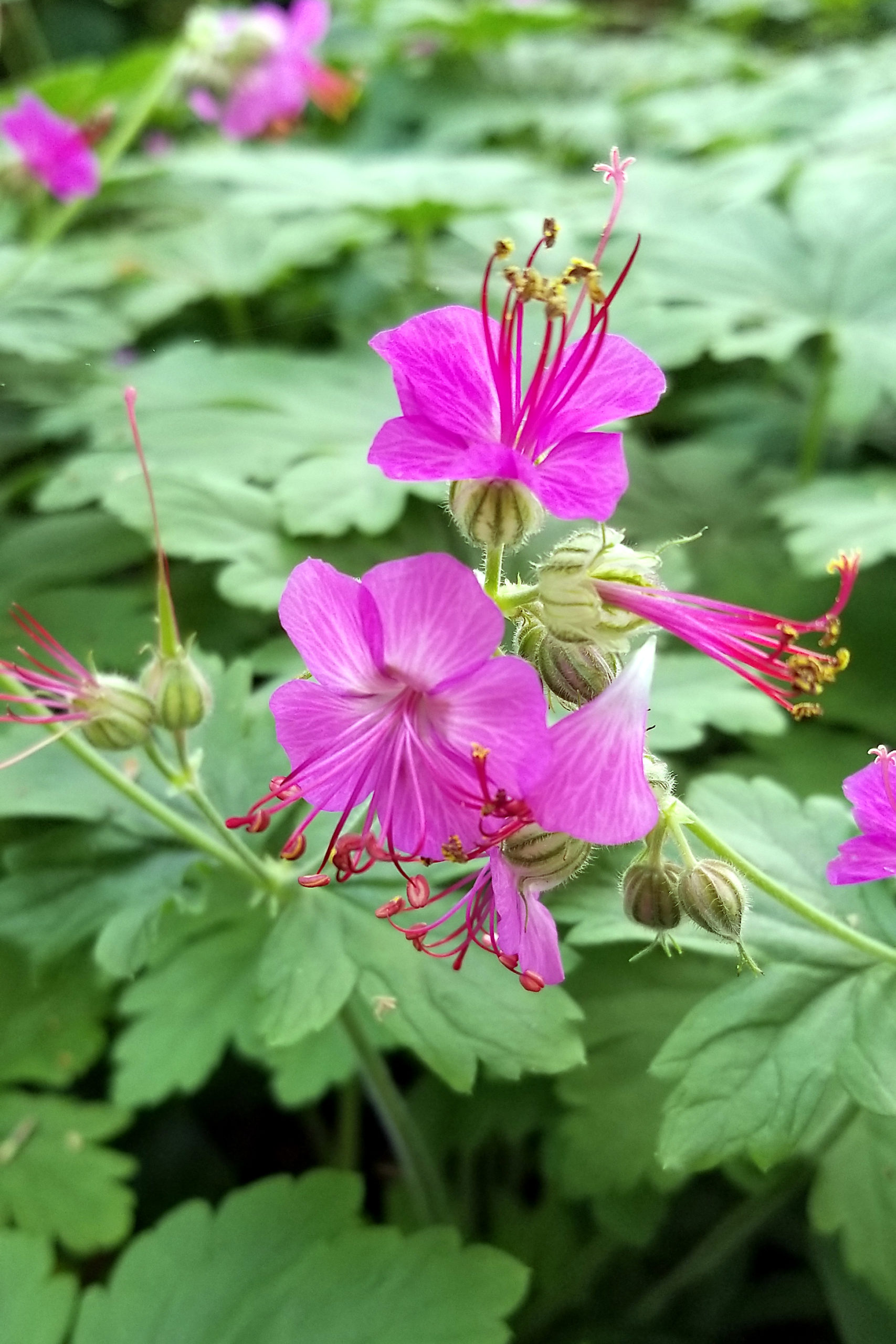 www.hort.net: Geranium macrorrhizum ‘Bevan’s Variety’