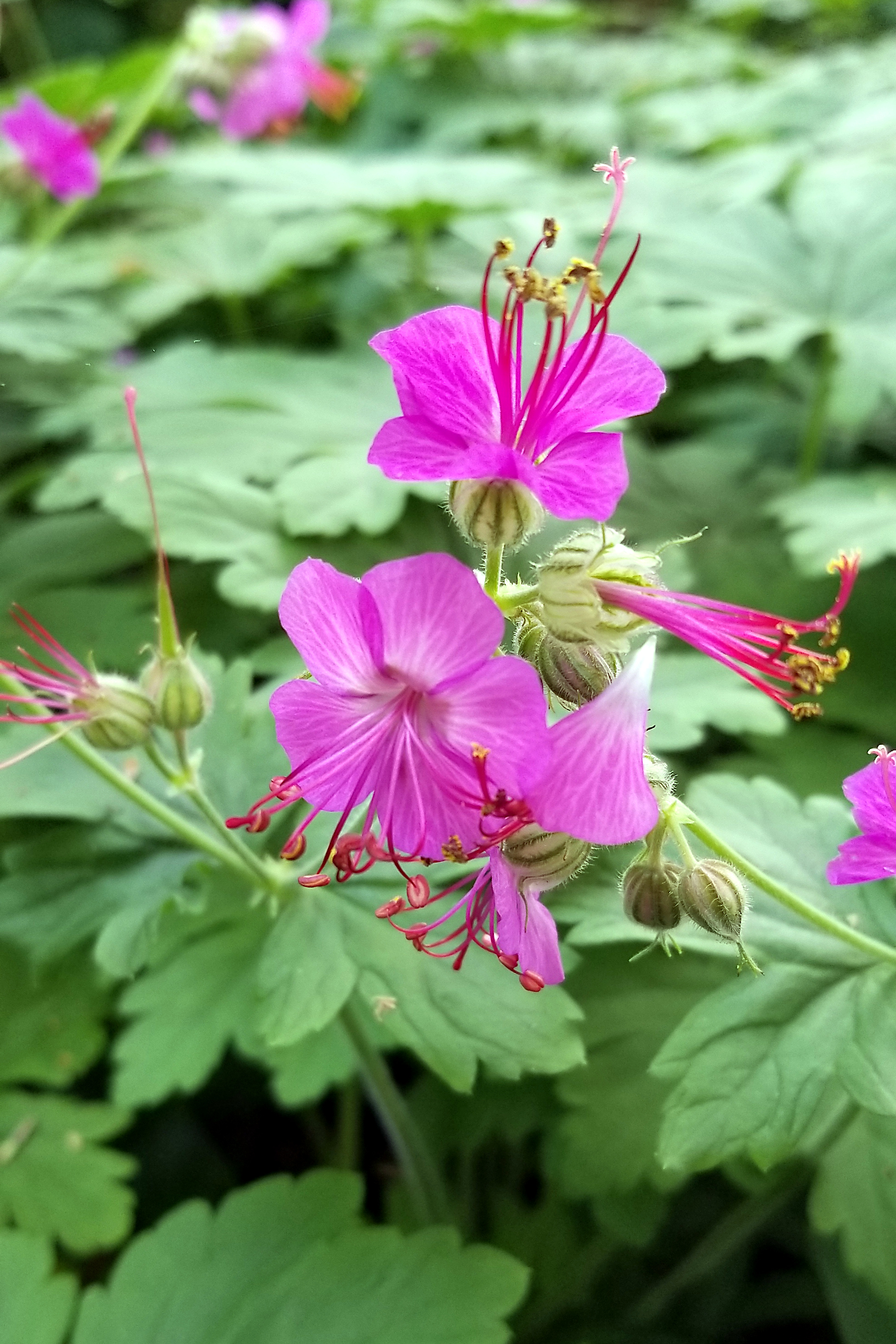 www.hort.net: Geranium macrorrhizum ‘Bevan’s Variety’