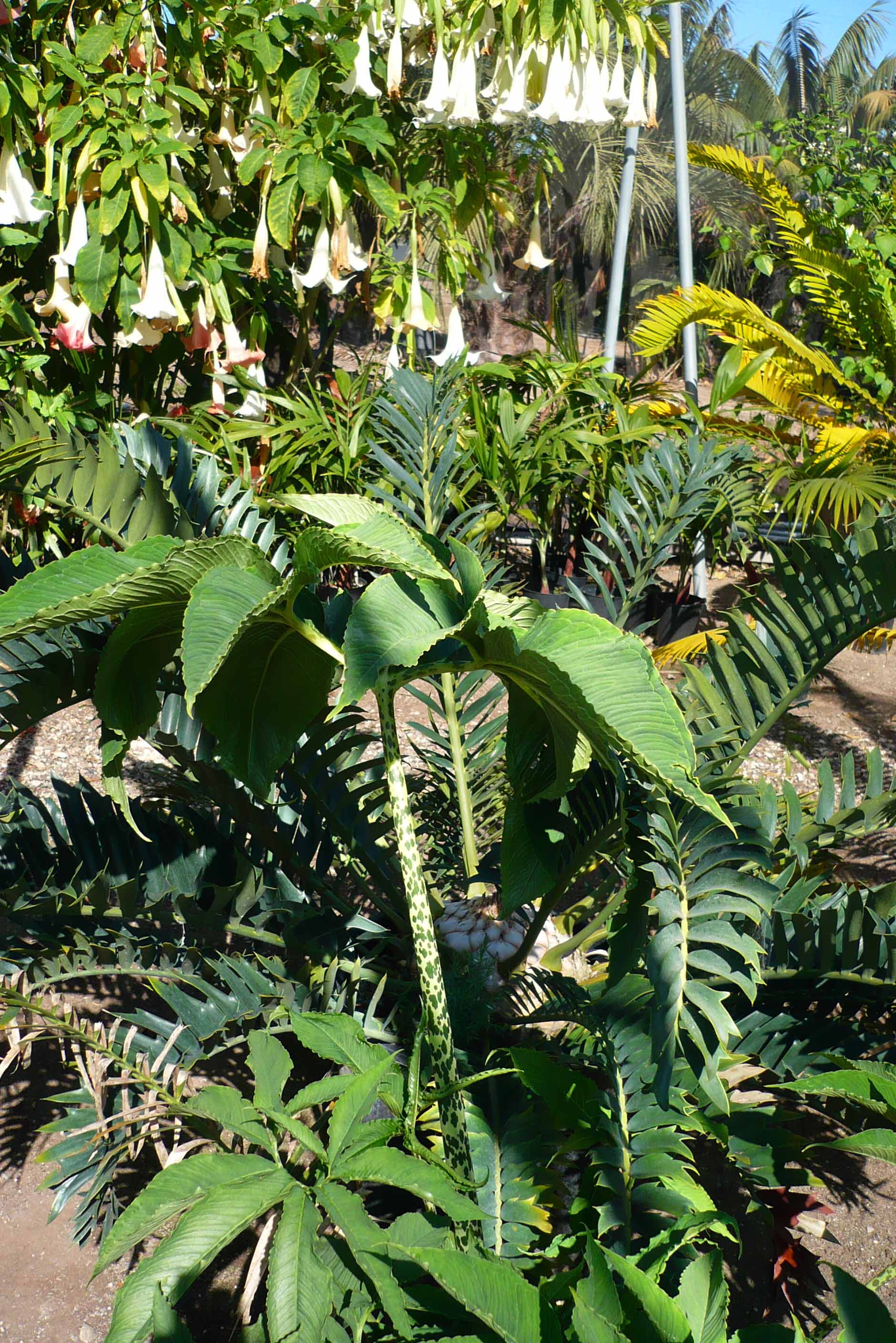 Another Unknown Aroid