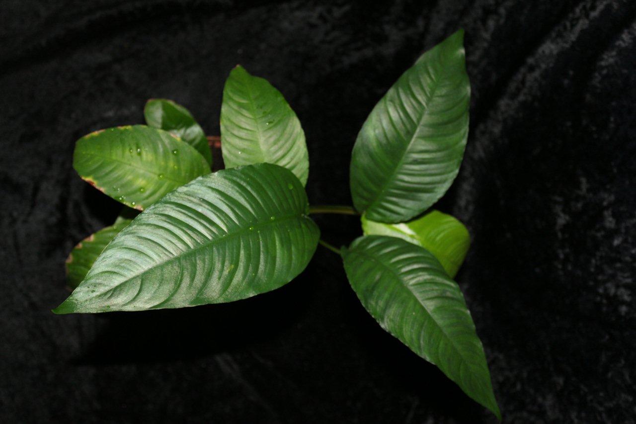 Anubias heterophylla - Alchetron, The Free Social Encyclopedia