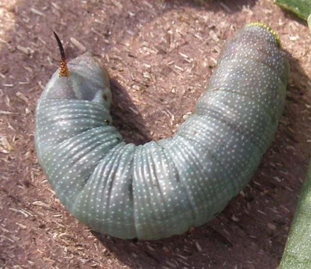 Blue-Gray Caterpillar