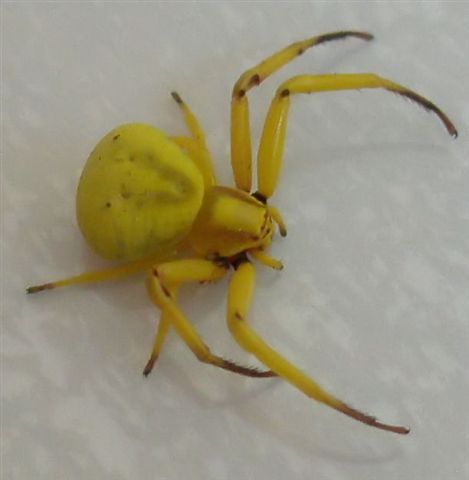 Cult: Yellow Spider -Hope helpful