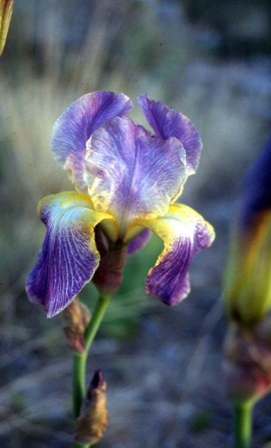 Re: PHOTO MOONLIT SEA MY FAVORITE HISTORIC IRIS