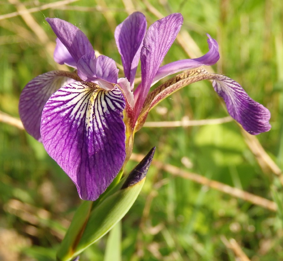 Iris versicolor [1 Attachment]