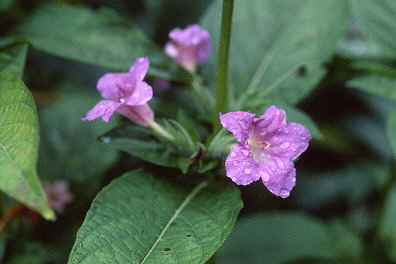 Ruellia strepens flowers image 1 of 1