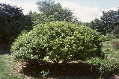 Acer tataricum subsp. ginnala 'Durand Dwarf' habit image 1 of 1