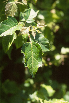 Acer tataricum subsp. ginnala 'Durand Dwarf' leaves image 1 of 1