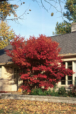 Acer palmatum fall color image 1 of 6