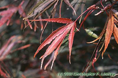 Acer palmatum 'Scolopendrifolium' fall color image 1 of 1