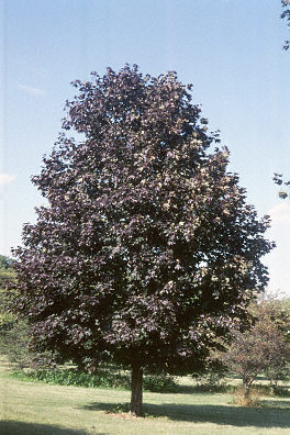 Acer platanoides 'Royal Red' habit image 1 of 1