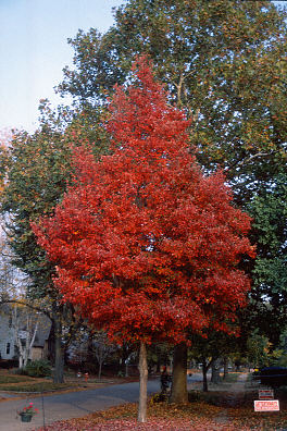 Acer rubrum fall color image 1 of 1
