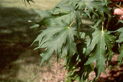 Acer saccharum 'Sweet Shadow' leaves image 1 of 1