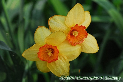 Narcissus 'Red Aria' flowers 2 of 2