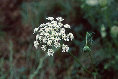 Daucus carota flowers image 1 of 1