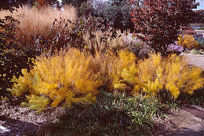 Amsonia hubrichtii fall color image 1 of 2