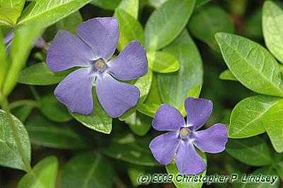 Vinca minor 'Dart's Blue' flowers image 1 of 1