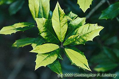 Ilex x attenuata 'Sunny Foster' leaves image 1 of 2