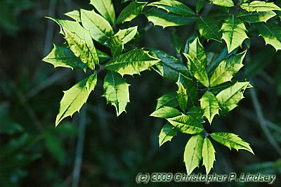 Ilex x attenuata 'Sunny Foster' leaves image 2 of 2