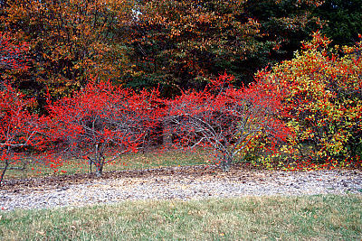 Ilex verticillata 'Bonfire' habit image 2 of 2