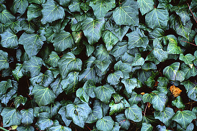 Hedera canariensis 'Ravensholst' leaves image 1 of 1