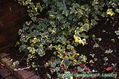 Hedera helix 'Gold Child' habit image 1 of 1