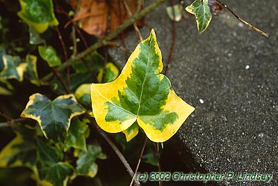 Hedera helix 'Gold Child' leaves image 2 of 2