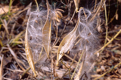 Asclepias tuberosa fruit image 1 of 1