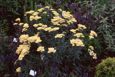 Achillea 'Anthea' habit image 1 of 1