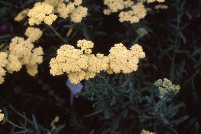 Achillea 'Anthea' flowers image 1 of 2