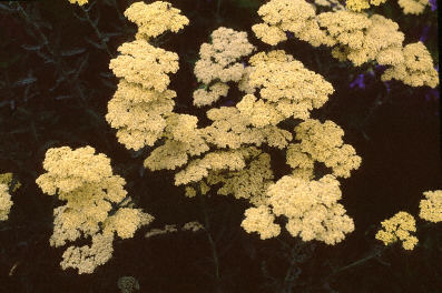 Achillea 'Anthea' flowers image 2 of 2
