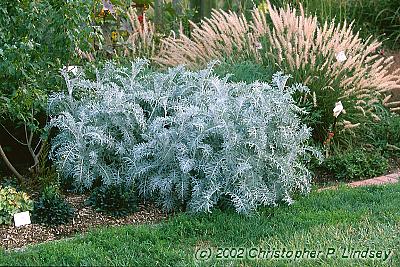 Centaurea cineraria 'Colchester White' habit image 1 of 1