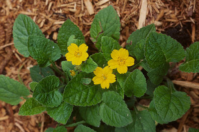 Chrysogonum 'Allen Bush' habit image 1 of 1