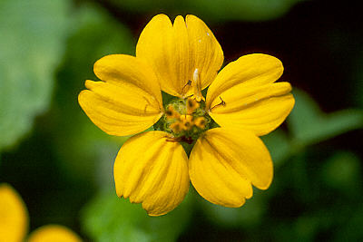 Chrysogonum 'Allen Bush' flowers image 3 of 4