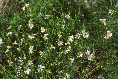 Coreopsis alpina 'Alba' flowers image 1 of 1