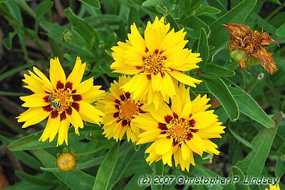 Coreopsis grandiflora 'Rising Sun' flowers image 2 of 2