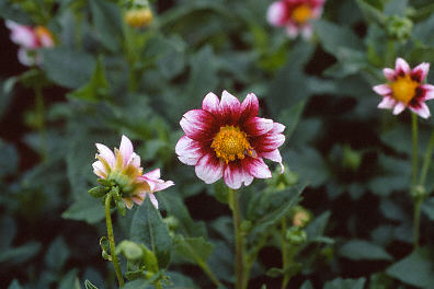 Dahlia 'Cupido' flowers image 1 of 1