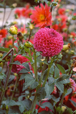 Dahlia 'Loretta' flowers image 1 of 1