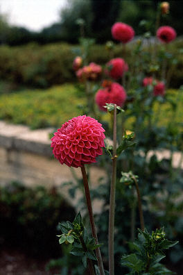 Dahlia 'Red Balloon' flowers image 1 of 2