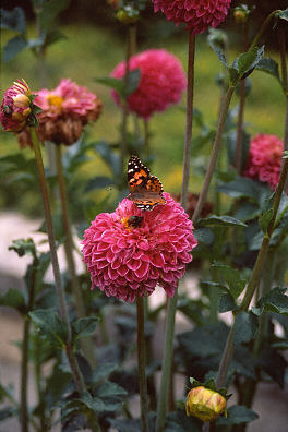 Dahlia 'Red Balloon' flowers image 2 of 2