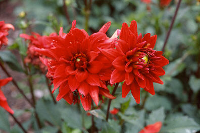 Dahlia 'Red Pygmy' flowers image 1 of 1