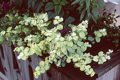 Helichrysum petiolare 'Lemon Licorice' habit image 1 of 1
