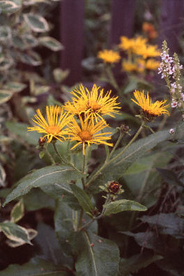 Inula magnifica habit image 1 of 1