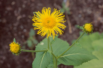 Inula royleana flowers image 2 of 2
