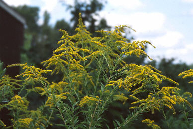 Solidago altissima flowers image 1 of 1