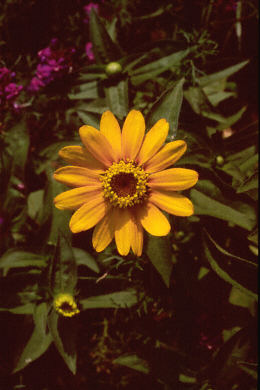 Zinnia 'Golddust Pinwheel' flowers image 2 of 2