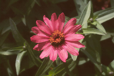Zinnia 'Salmon Pinwheel' flowers image 1 of 1