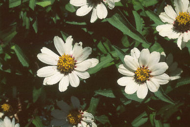Zinnia 'White Pinwheel' flowers image 2 of 2